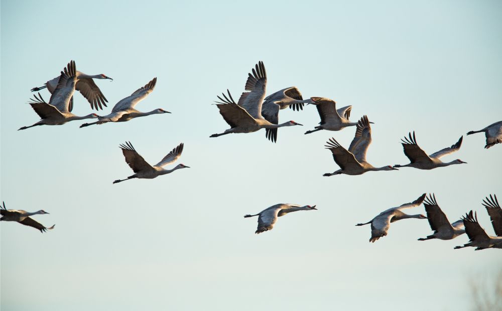 Migrated Birds | Ithra