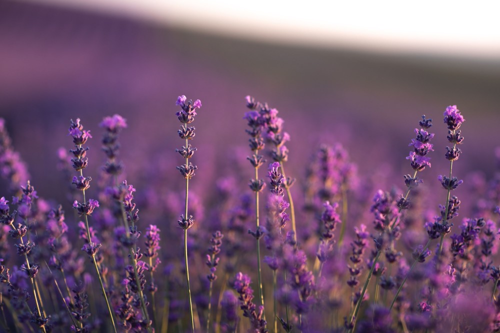 Craft a Lavender | Ithra
